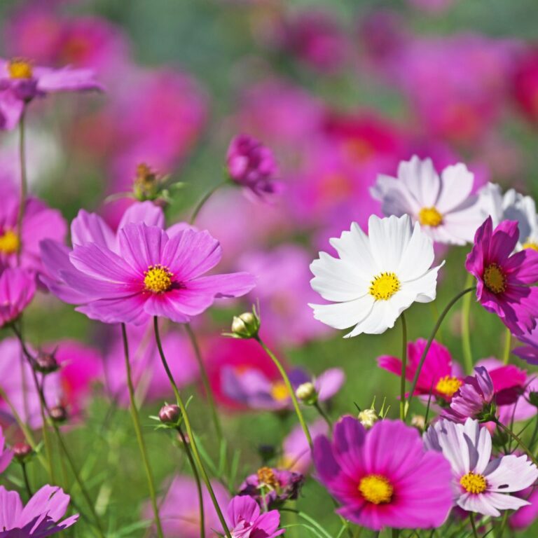 30 Fall-blooming Flowers to Grow in Your Autumn Garden - Complete Gardening