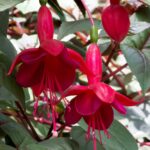 30 Fall-blooming Flowers to Grow in Your Autumn Garden - Complete Gardening