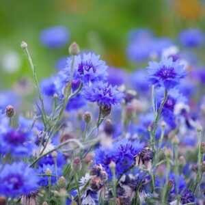 30 Fall-blooming Flowers to Grow in Your Autumn Garden - Complete Gardening