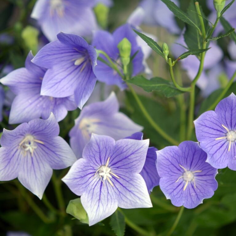 30 Fall-blooming Flowers to Grow in Your Autumn Garden - Complete Gardening