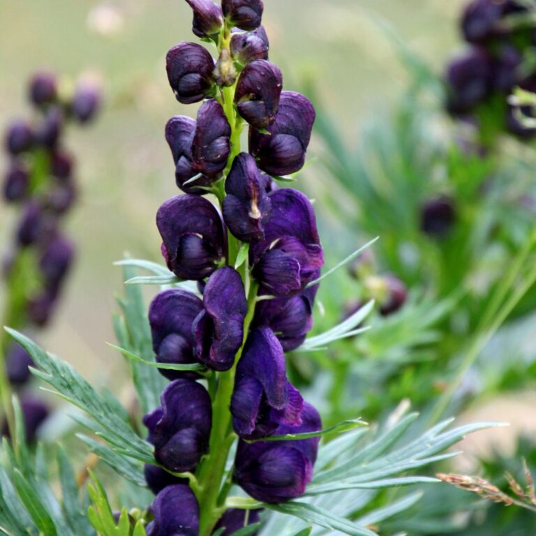 30 Fall-blooming Flowers to Grow in Your Autumn Garden - Complete Gardening