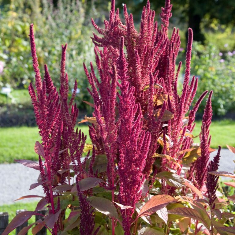 30 Fall-blooming Flowers to Grow in Your Autumn Garden - Complete Gardening