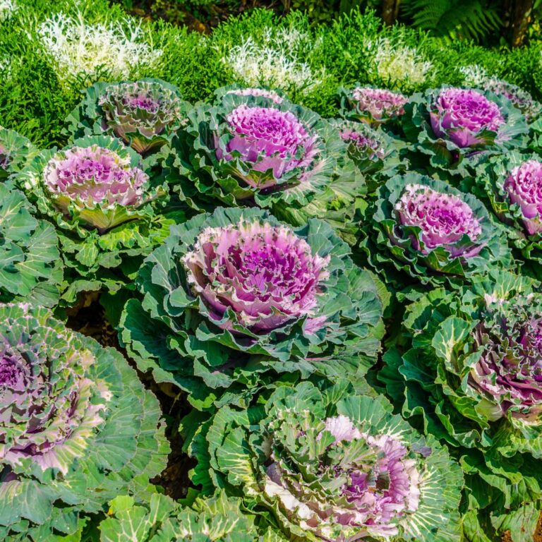 30 Fall-blooming Flowers to Grow in Your Autumn Garden - Complete Gardening
