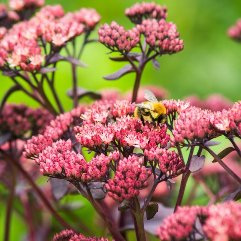 30 Fall-blooming Flowers to Grow in Your Autumn Garden - Complete Gardening