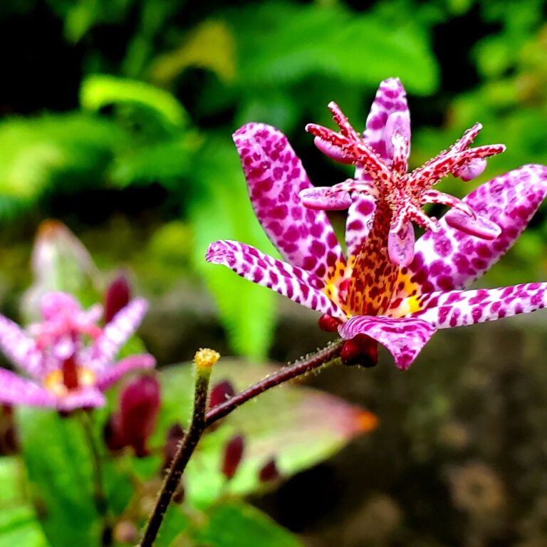 30 Fall-blooming Flowers to Grow in Your Autumn Garden - Complete Gardening