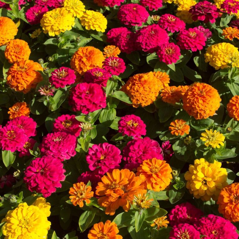 30 Fall-blooming Flowers to Grow in Your Autumn Garden - Complete Gardening