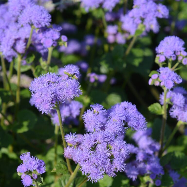30 Fall-blooming Flowers to Grow in Your Autumn Garden - Complete Gardening
