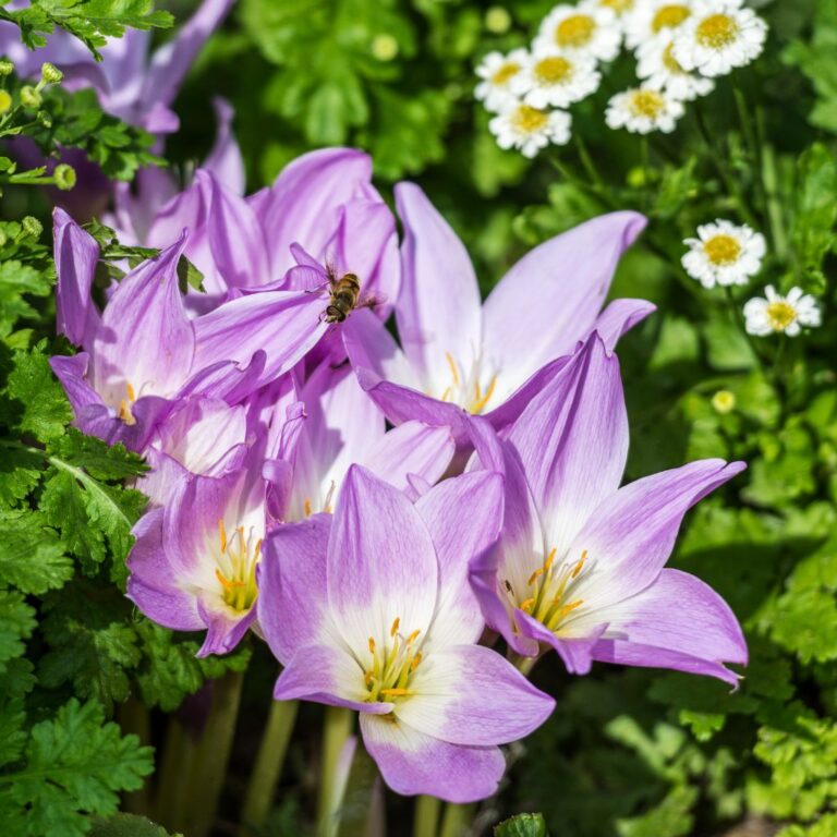 30 Fall-blooming Flowers to Grow in Your Autumn Garden - Complete Gardening