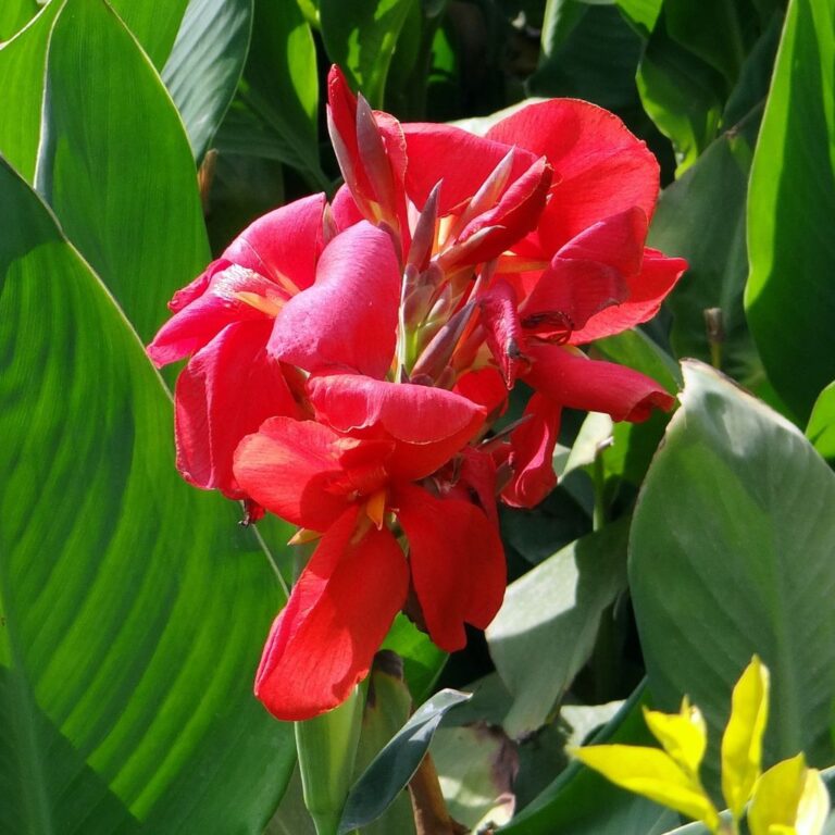 30 Fall-blooming Flowers to Grow in Your Autumn Garden - Complete Gardening