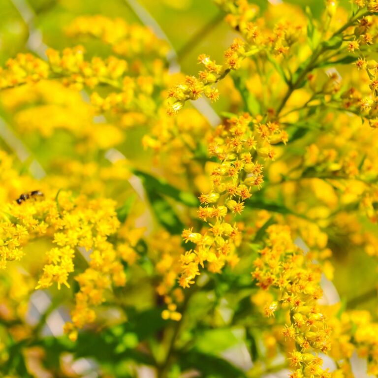30 Fall-blooming Flowers to Grow in Your Autumn Garden - Complete Gardening
