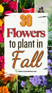 30 Fall-blooming Flowers to Grow in Your Autumn Garden - Complete Gardening