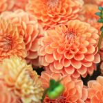 30 Fall-blooming Flowers to Grow in Your Autumn Garden - Complete Gardening