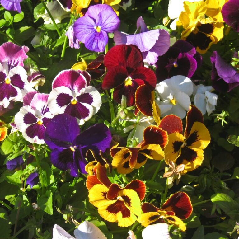 30 Fall-blooming Flowers to Grow in Your Autumn Garden - Complete Gardening
