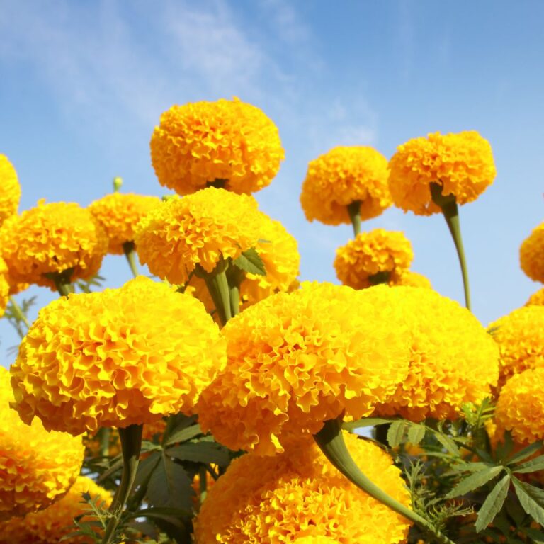 30 Fall-blooming Flowers to Grow in Your Autumn Garden - Complete Gardening