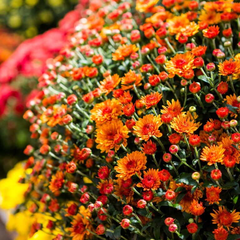 30 Fall-blooming Flowers to Grow in Your Autumn Garden - Complete Gardening