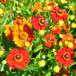 30 Fall-blooming Flowers to Grow in Your Autumn Garden - Complete Gardening