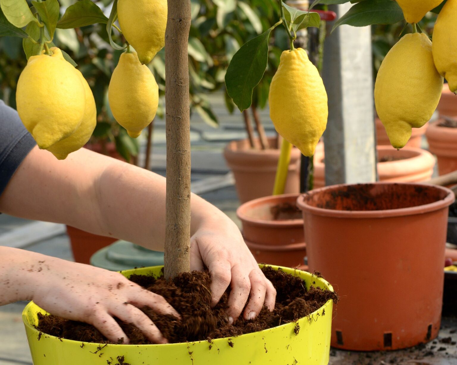 Watering Indoor Citrus: Are You Doing It Right? - Complete Gardening