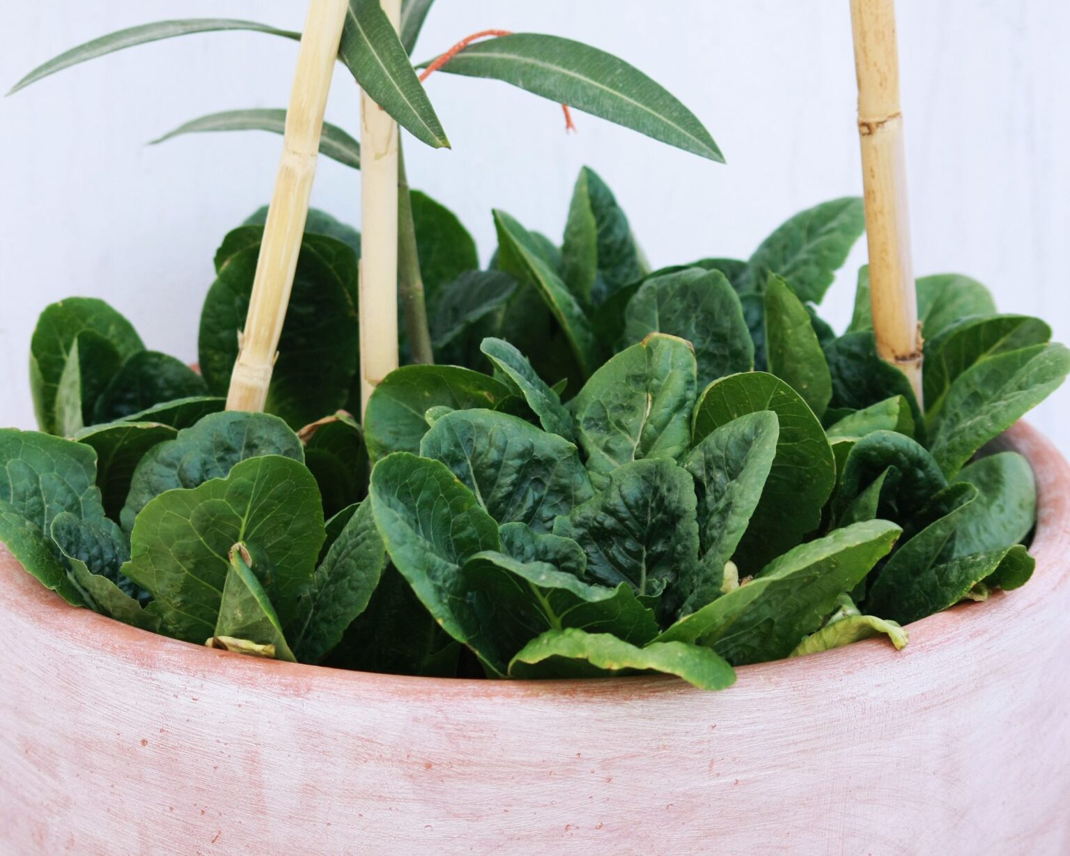 30 Pot-Friendly Veggies, Fruits, and Herbs You Need - Complete Gardening
