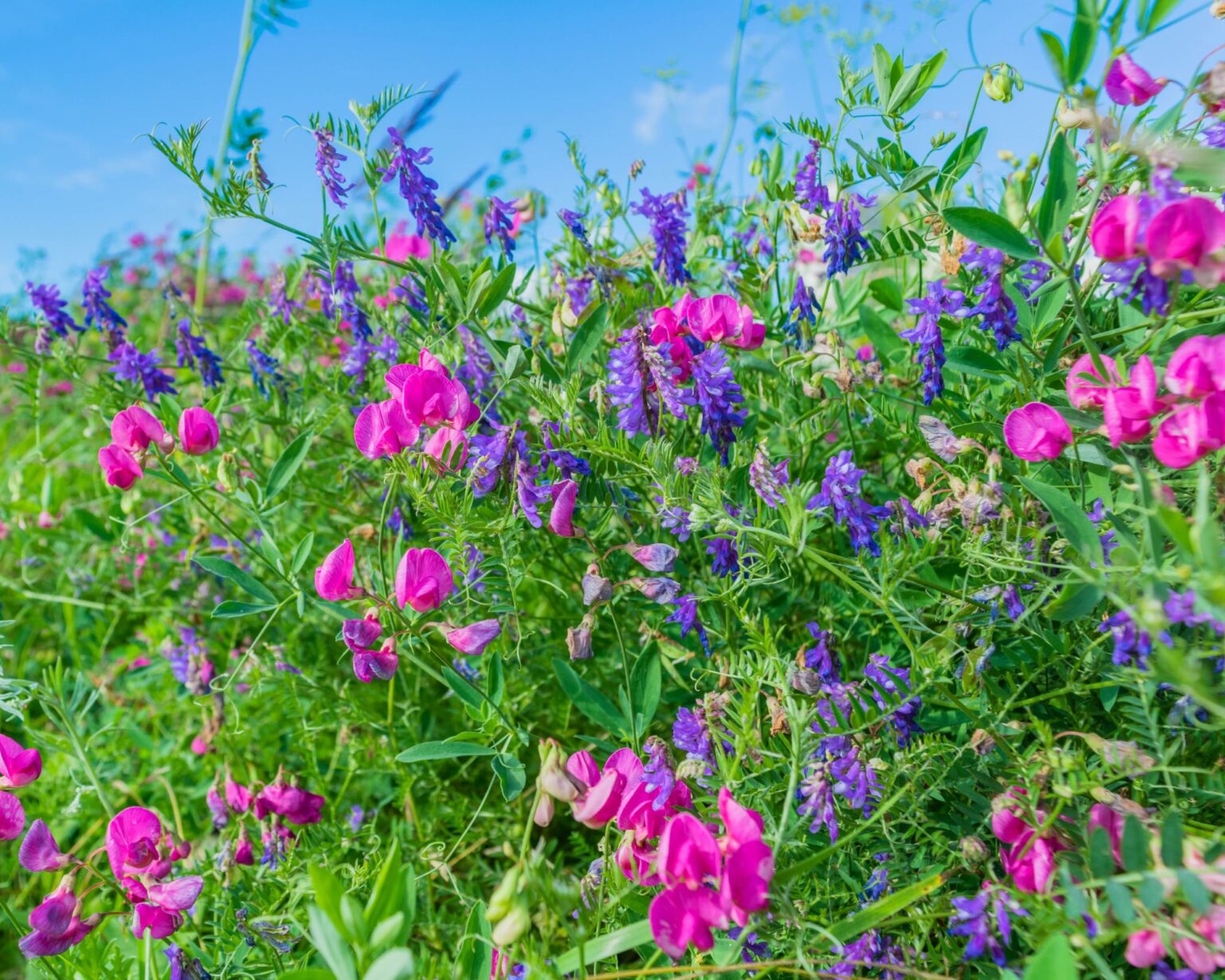 7 Hardest Flowers to Grow: A Challenge for Dedicated Gardeners ...