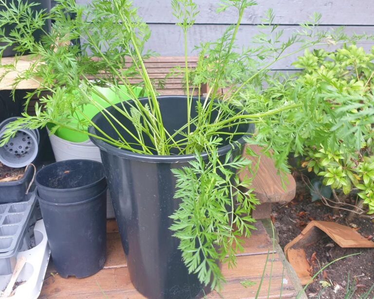 30 Pot-Friendly Veggies, Fruits, and Herbs You Need - Complete Gardening