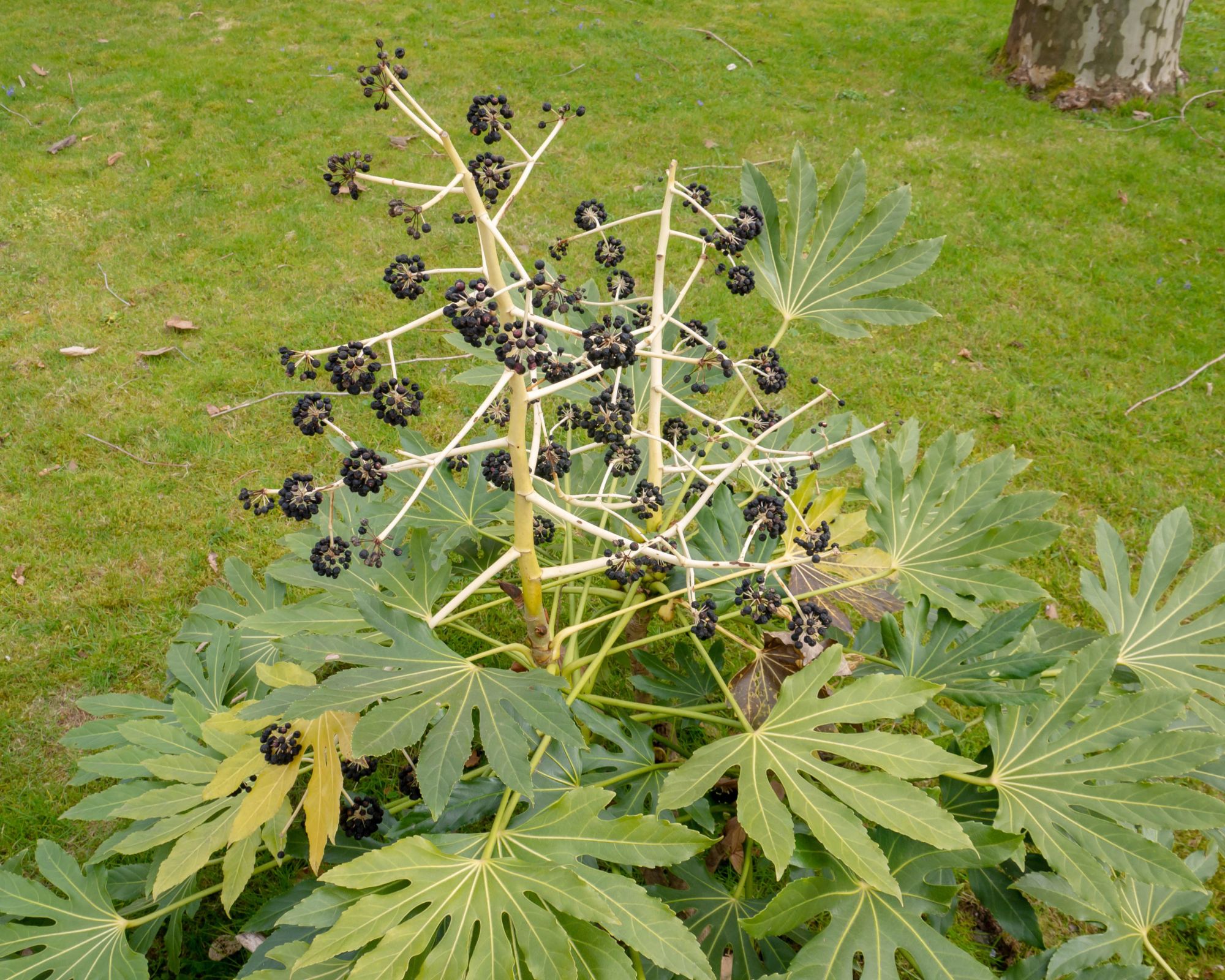 Tropical Vibes: 15 Big Leaf Plants to Enrich Your Garden - Complete ...