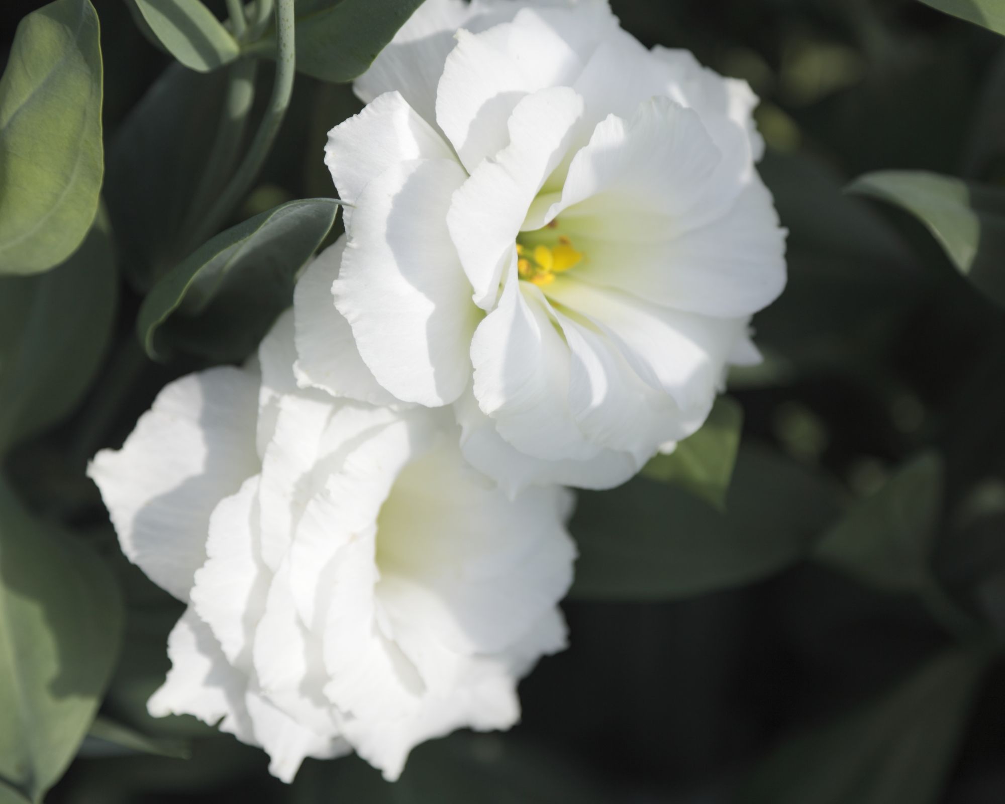 7 Hardest Flowers to Grow: A Challenge for Dedicated Gardeners ...