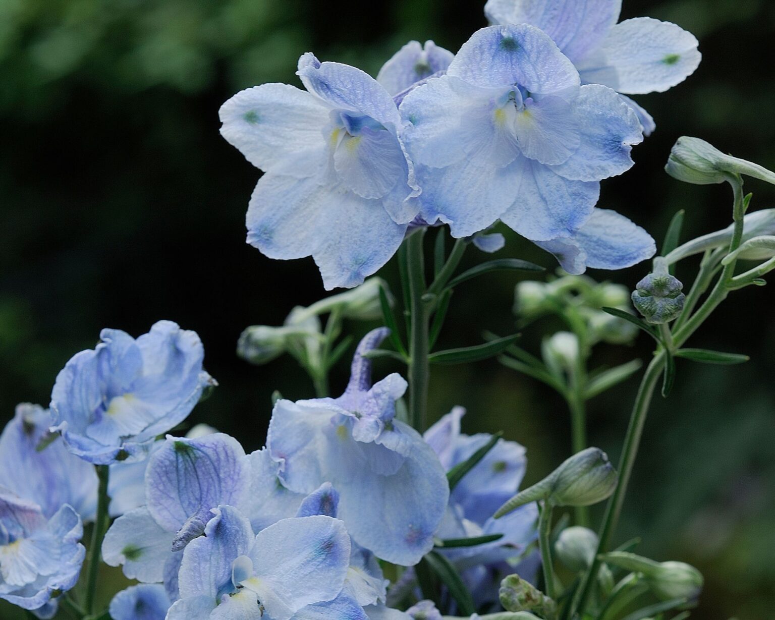 7 Hardest Flowers to Grow: A Challenge for Dedicated Gardeners ...