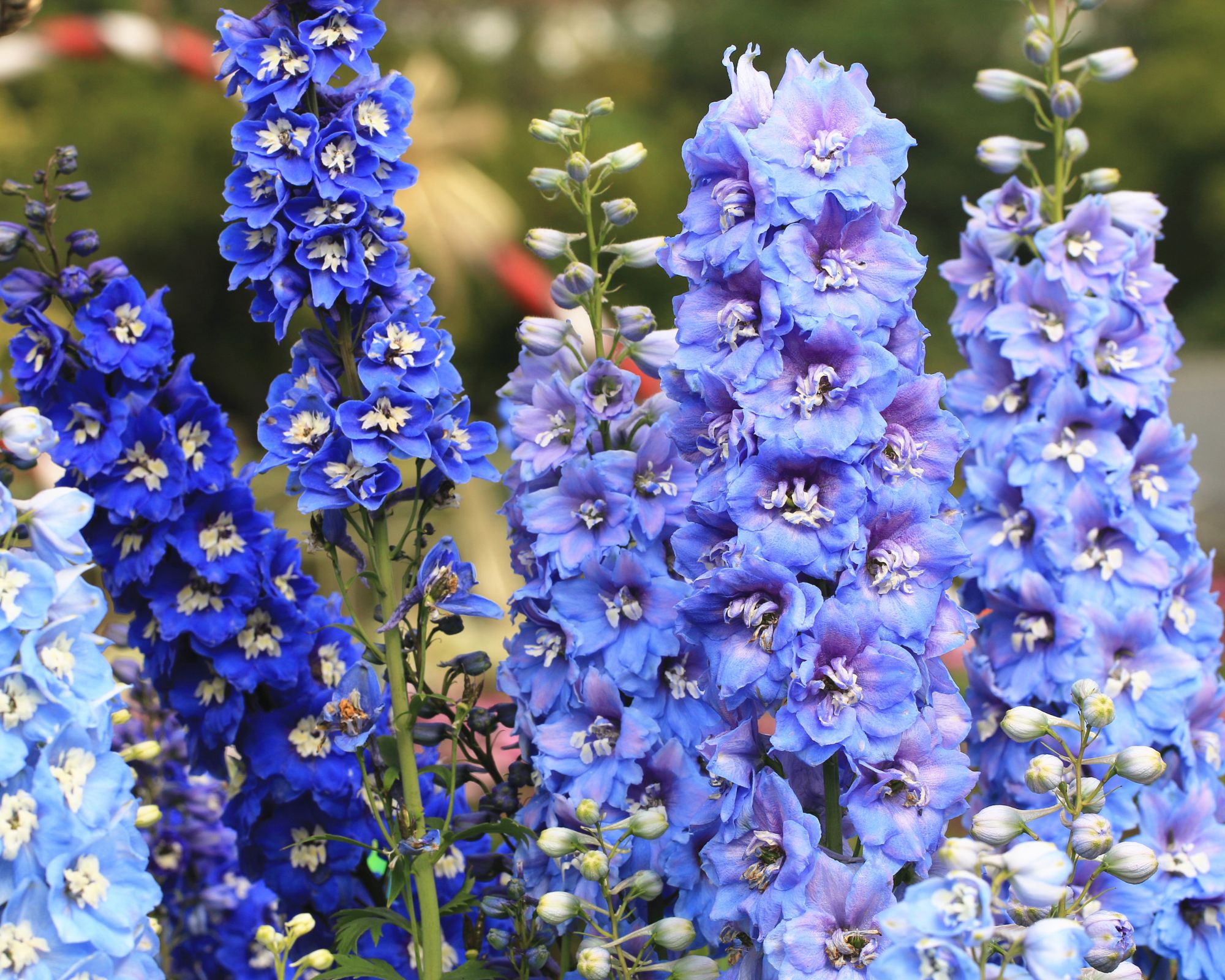7 Hardest Flowers to Grow: A Challenge for Dedicated Gardeners ...