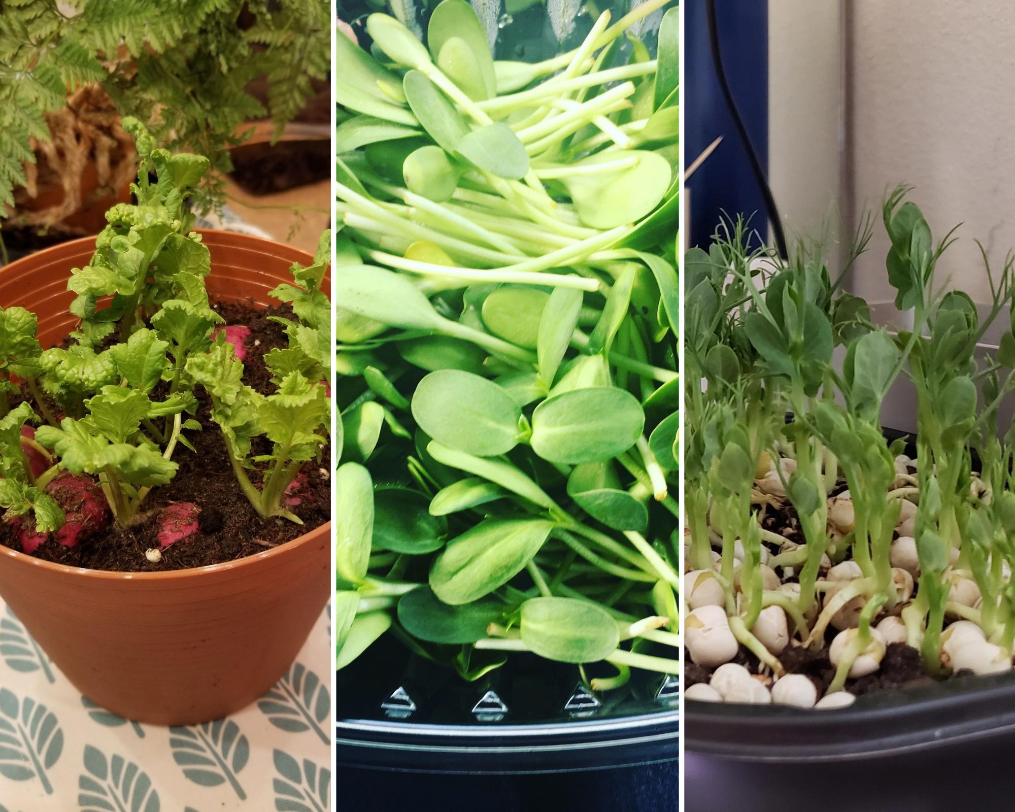 7 Fast Indoor Veggies: Ready in a Month - Complete Gardening