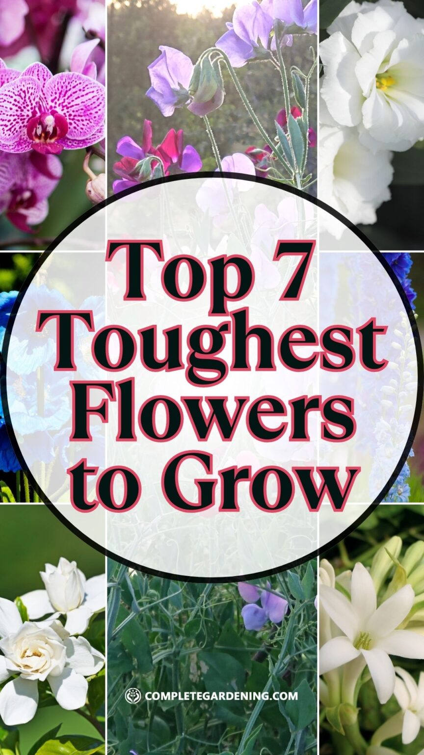 7 Hardest Flowers to Grow: A Challenge for Dedicated Gardeners ...