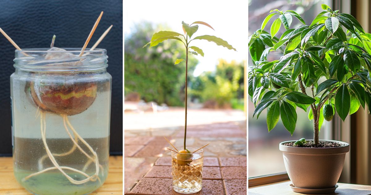 7 Tips for Growing Avocado in a Pot –Your Path to Homegrown Guacamole ...