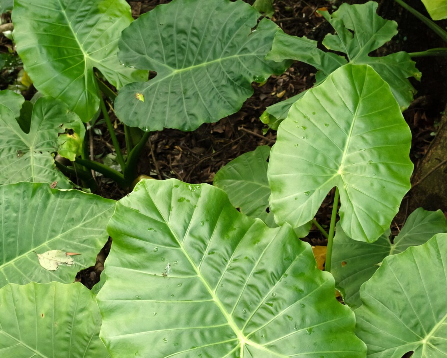 Tropical Vibes: 15 Big Leaf Plants to Enrich Your Garden - Complete ...