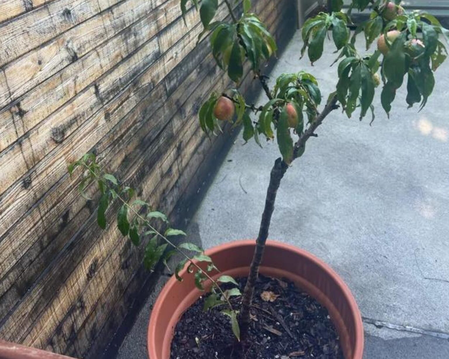 30 Pot-Friendly Veggies, Fruits, and Herbs You Need - Complete Gardening