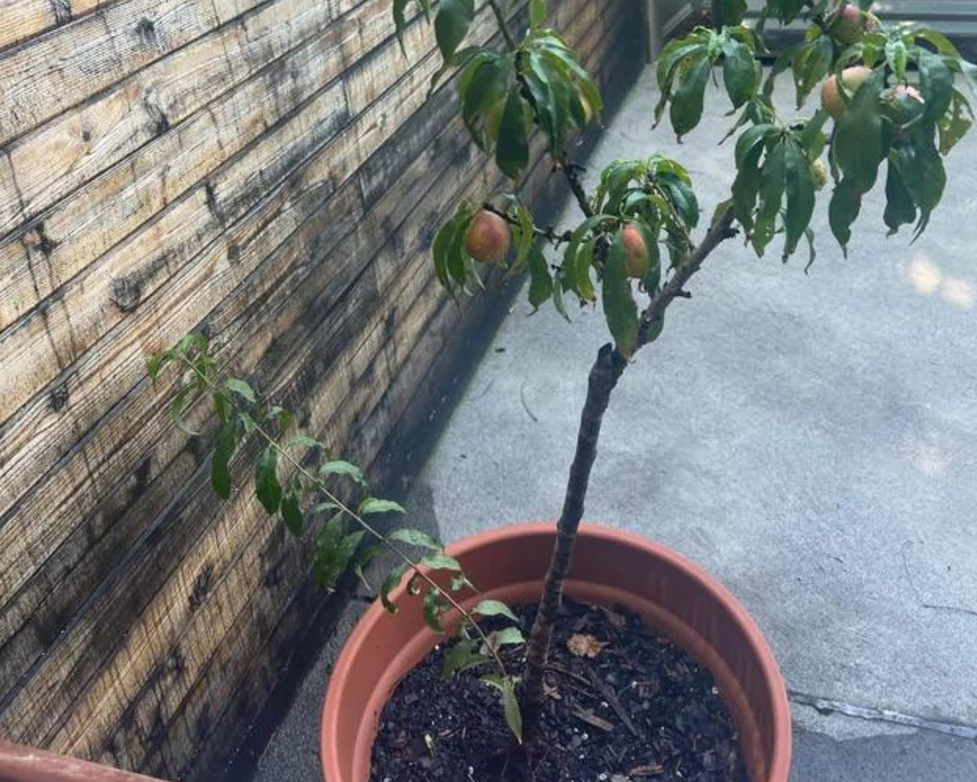 30 Pot-Friendly Veggies, Fruits, and Herbs You Need - Complete Gardening