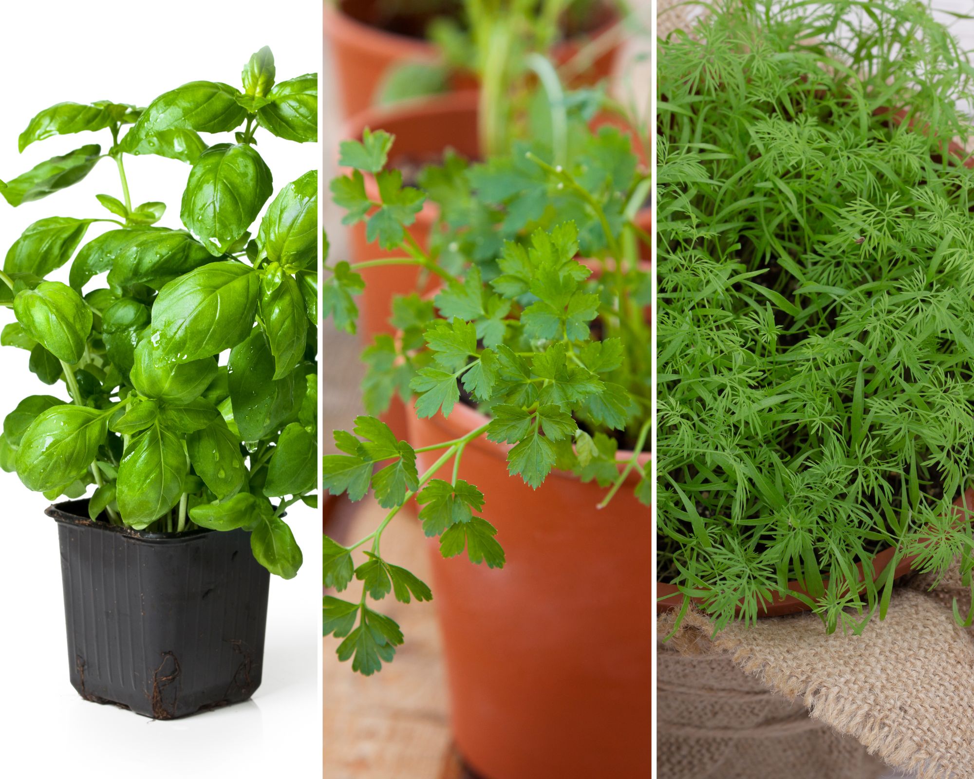 7 Fast Indoor Veggies: Ready in a Month - Complete Gardening