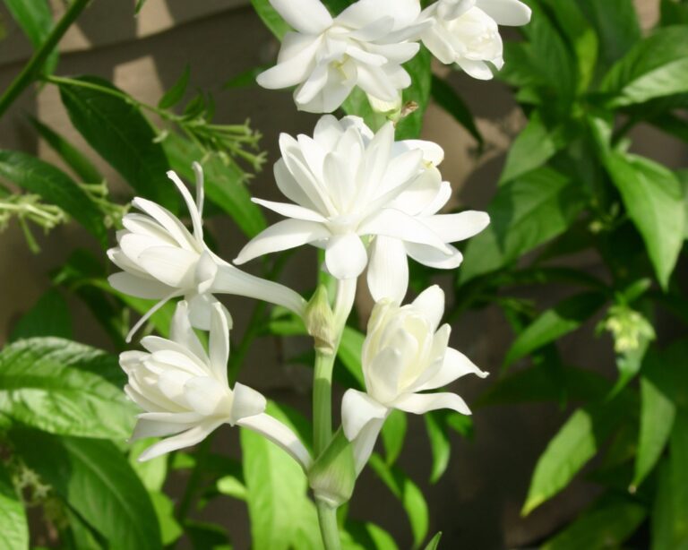 7 Hardest Flowers to Grow: A Challenge for Dedicated Gardeners ...