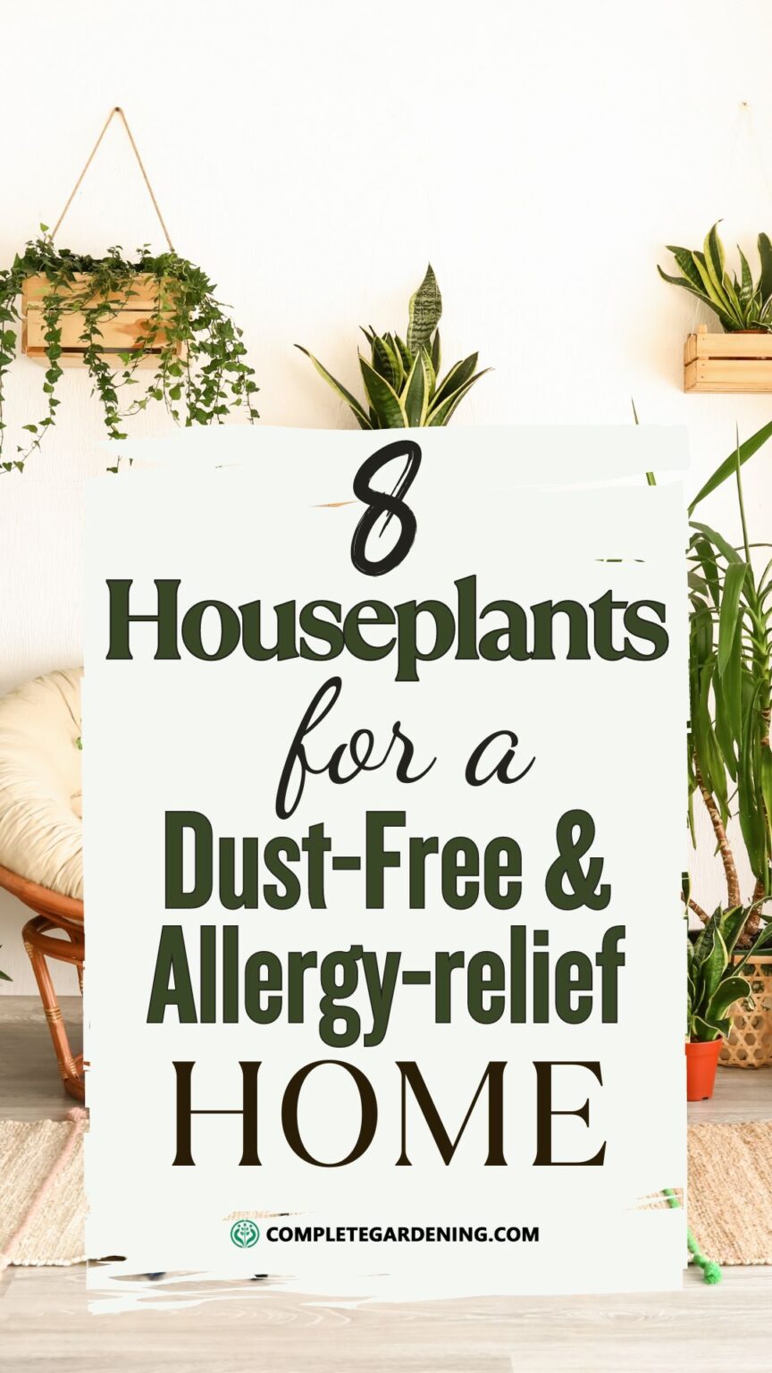 8 Houseplants for a Dust-Free and Allergy-relief home - Complete Gardening