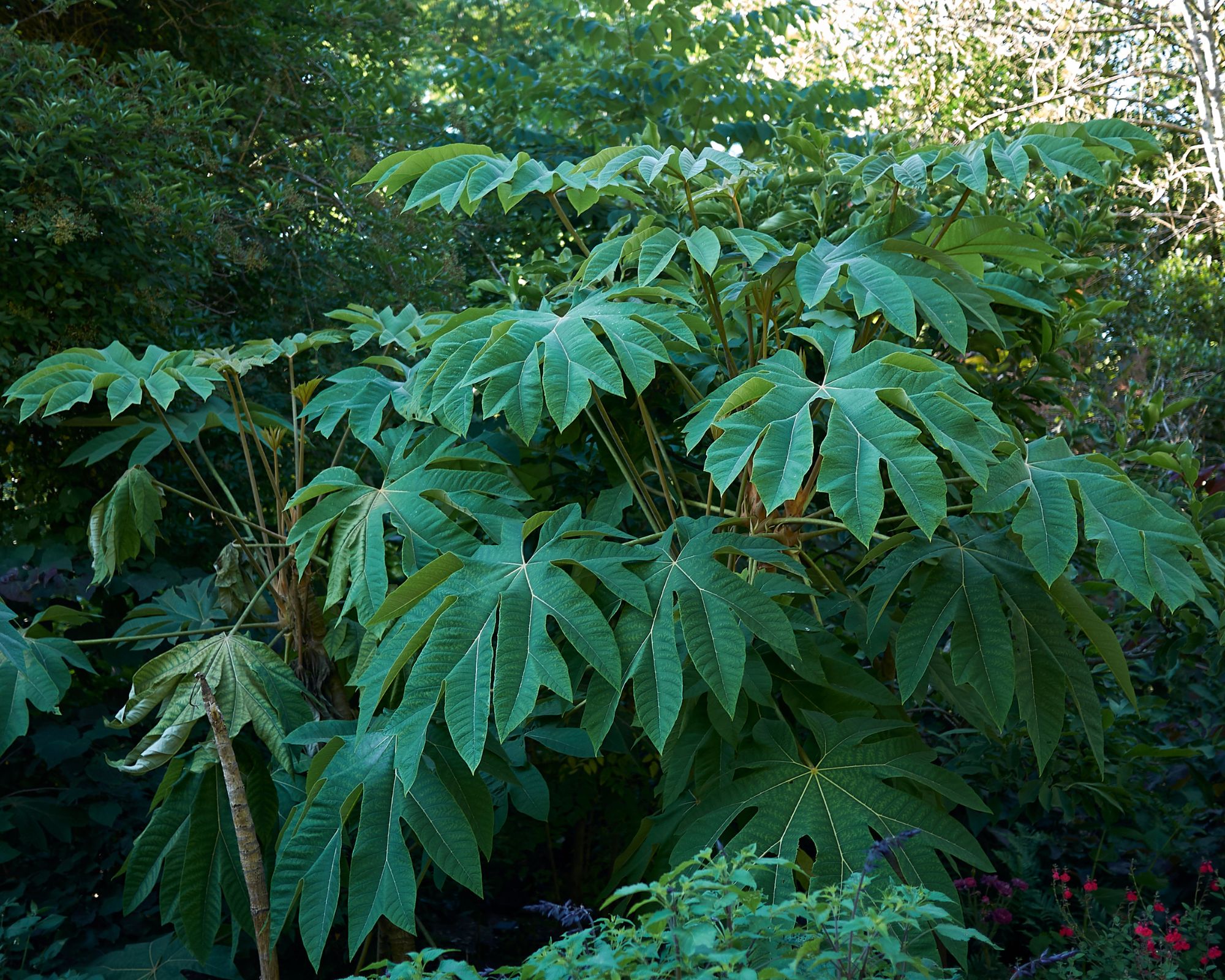 Tropical Vibes: 15 Big Leaf Plants to Enrich Your Garden - Complete ...