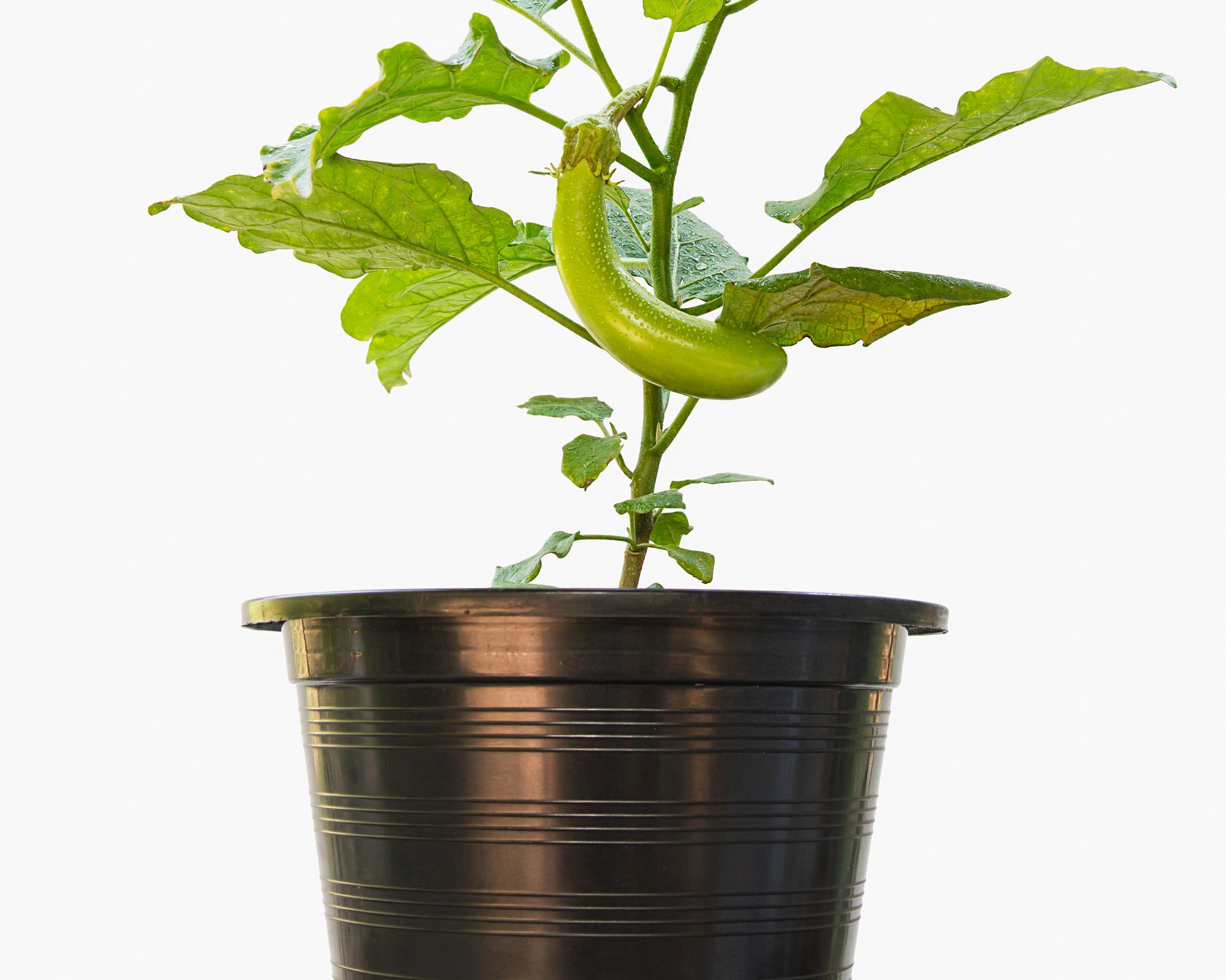 30 Pot-Friendly Veggies, Fruits, and Herbs You Need - Complete Gardening