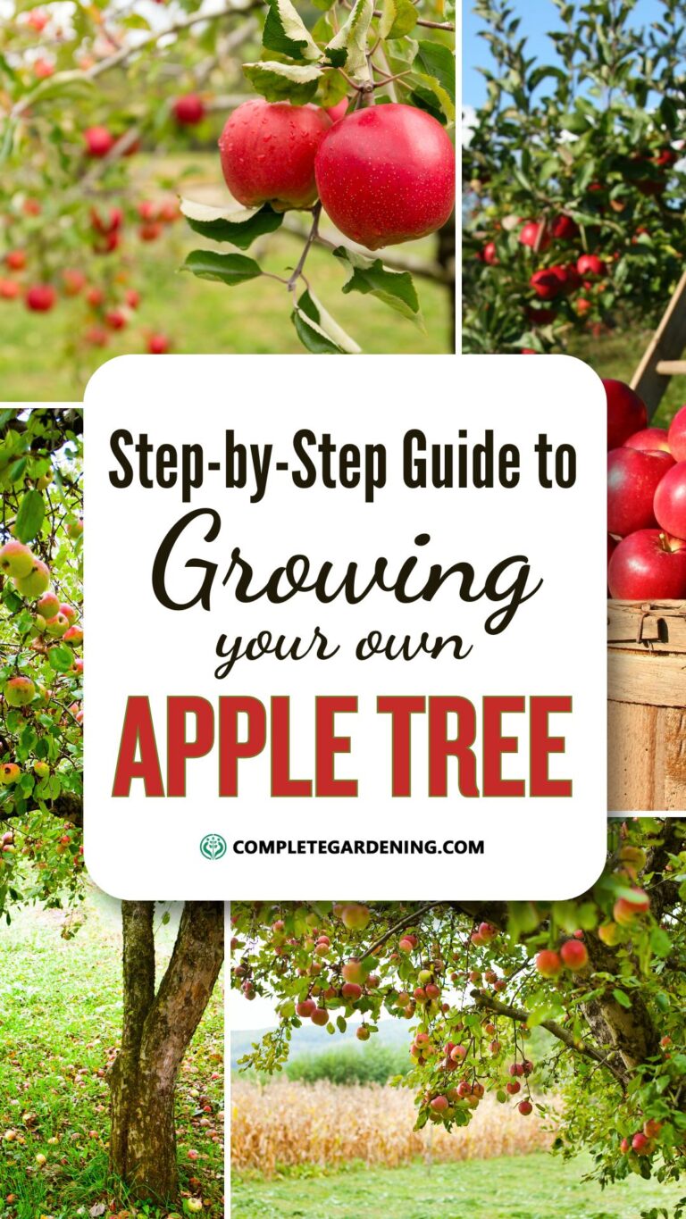 A Step-by-Step Guide to Growing Your Own Apple Tree for Delicious ...