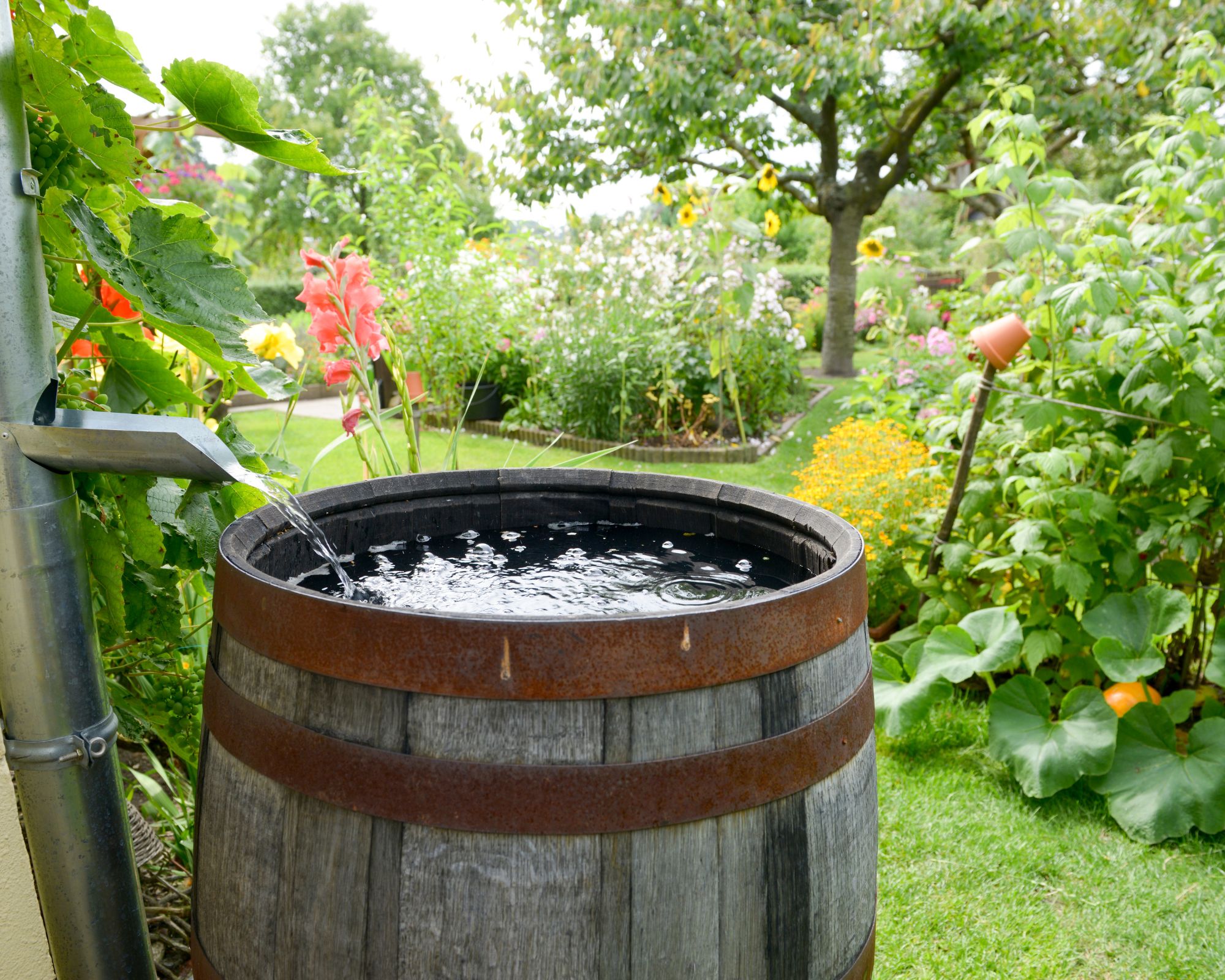 DIY Rain Barrels: The Ultimate Water-Saving Hack - Complete Gardening