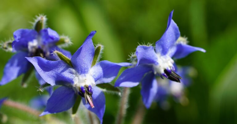 Borage: 16 Benefits You Won’t Believe + Practical Uses - Complete Gardening