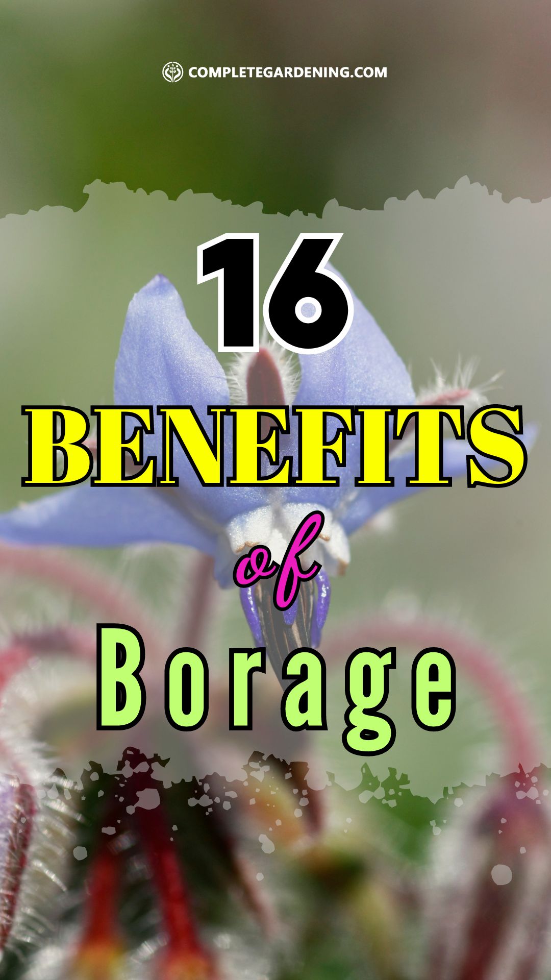 Borage: 16 Benefits You Won’t Believe + Practical Uses - Complete Gardening