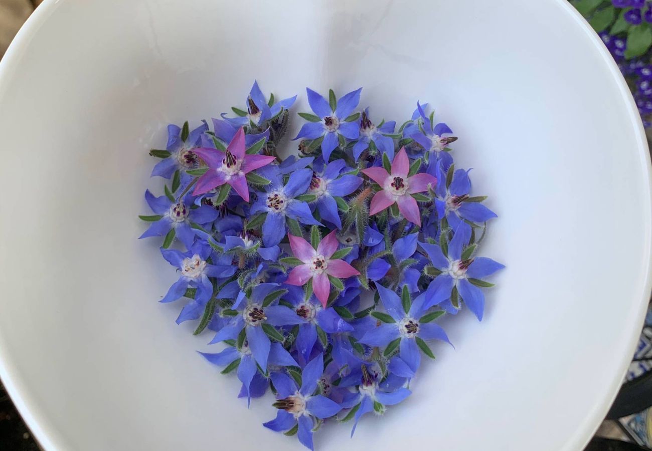 Borage: 16 Benefits You Won’t Believe + Practical Uses - Complete Gardening