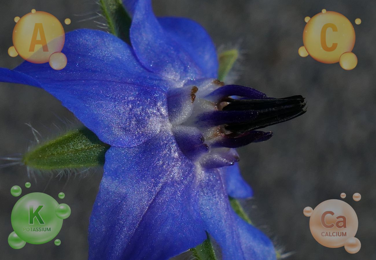 Borage: 16 Benefits You Won’t Believe + Practical Uses - Complete Gardening