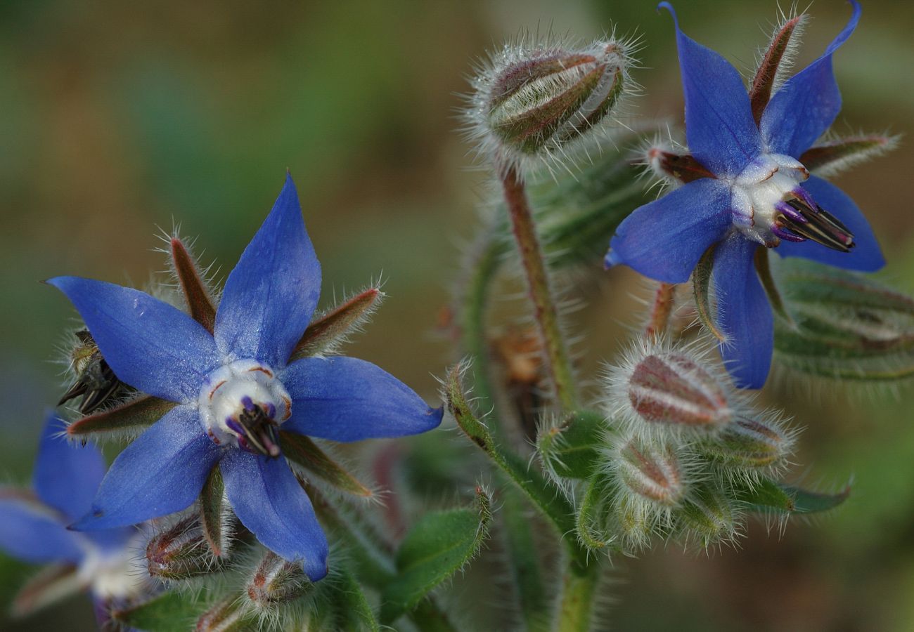 Borage: 16 Benefits You Won’t Believe + Practical Uses - Complete Gardening