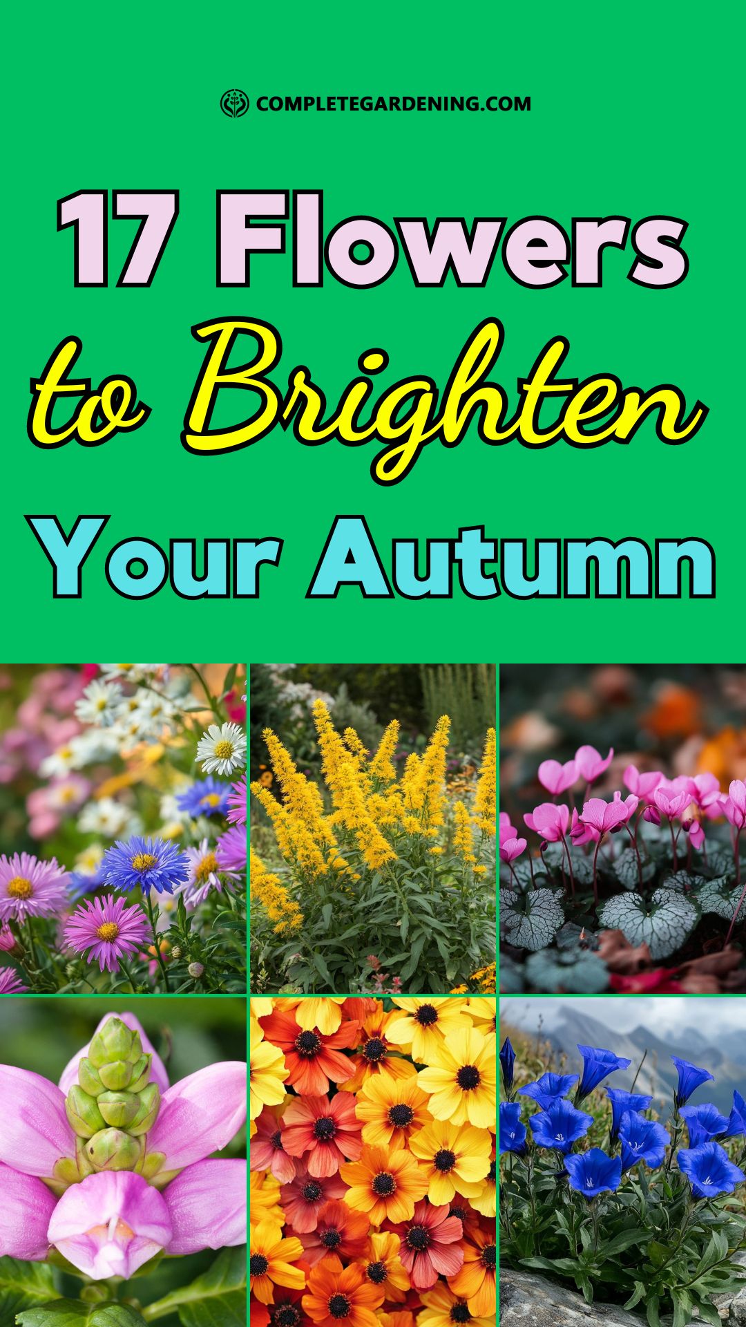 Brighten Your Autumn: 17 Flowers to Plant in August for a Stunning Fall ...