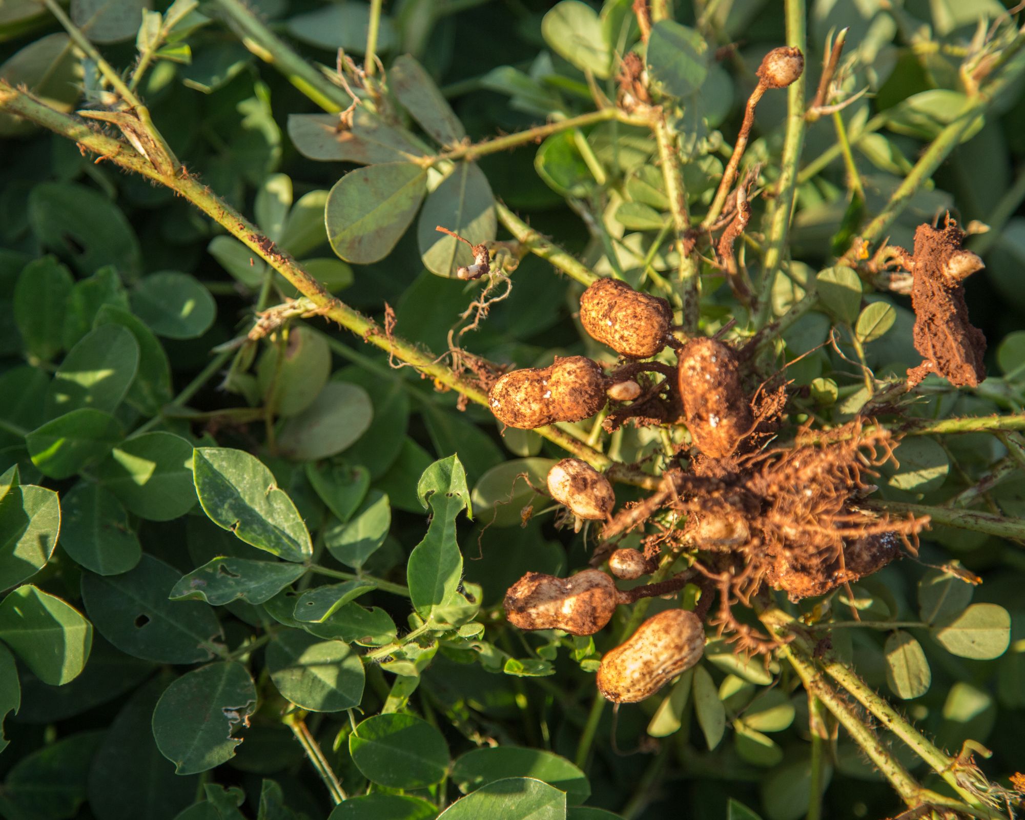 Peanut Growing in Pots: Easy Steps for Success - Complete Gardening