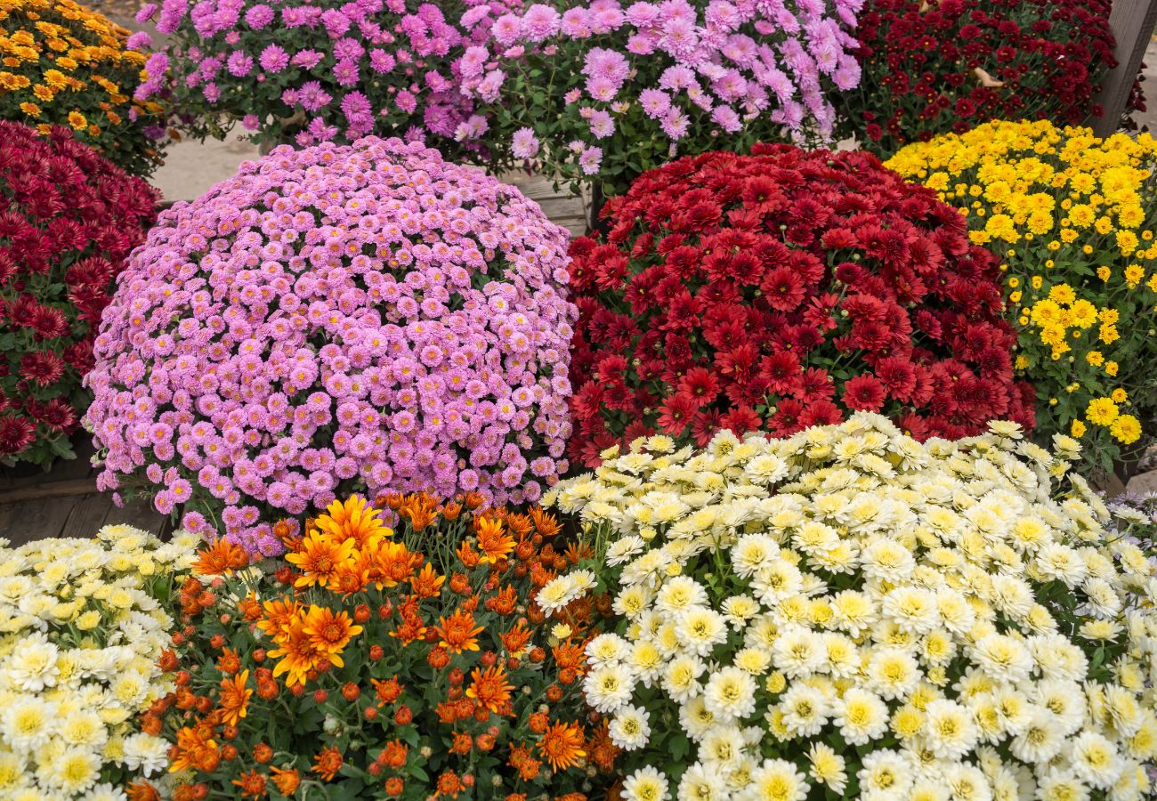 Chrysanthemums: Uncover the Complete Guide to Perfect Plant Care ...