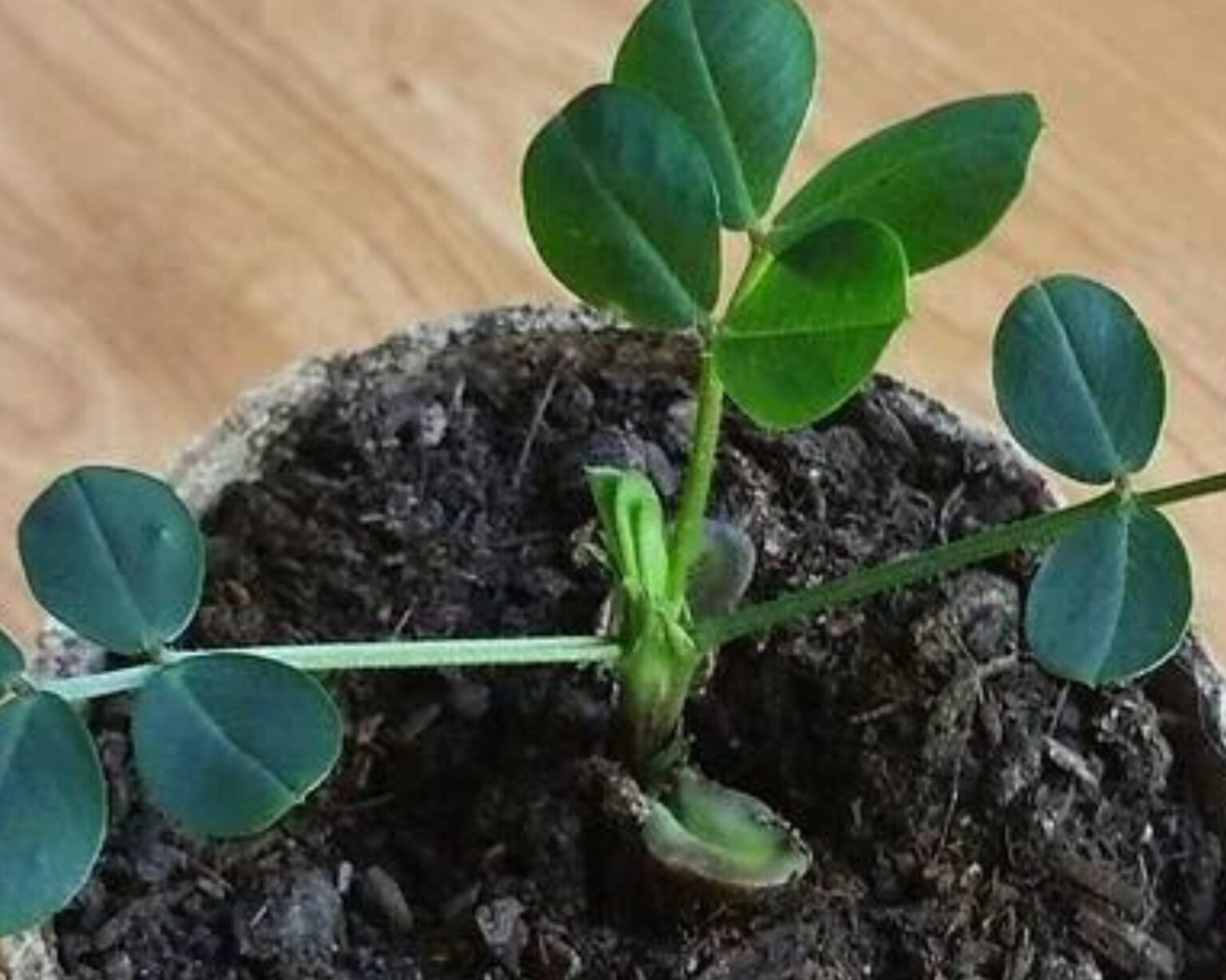 Peanut Growing in Pots: Easy Steps for Success - Complete Gardening